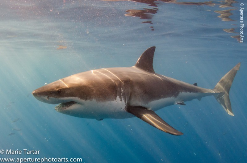 White sharks: Guadalupe Island, Mexico - Aperture Photo Arts
