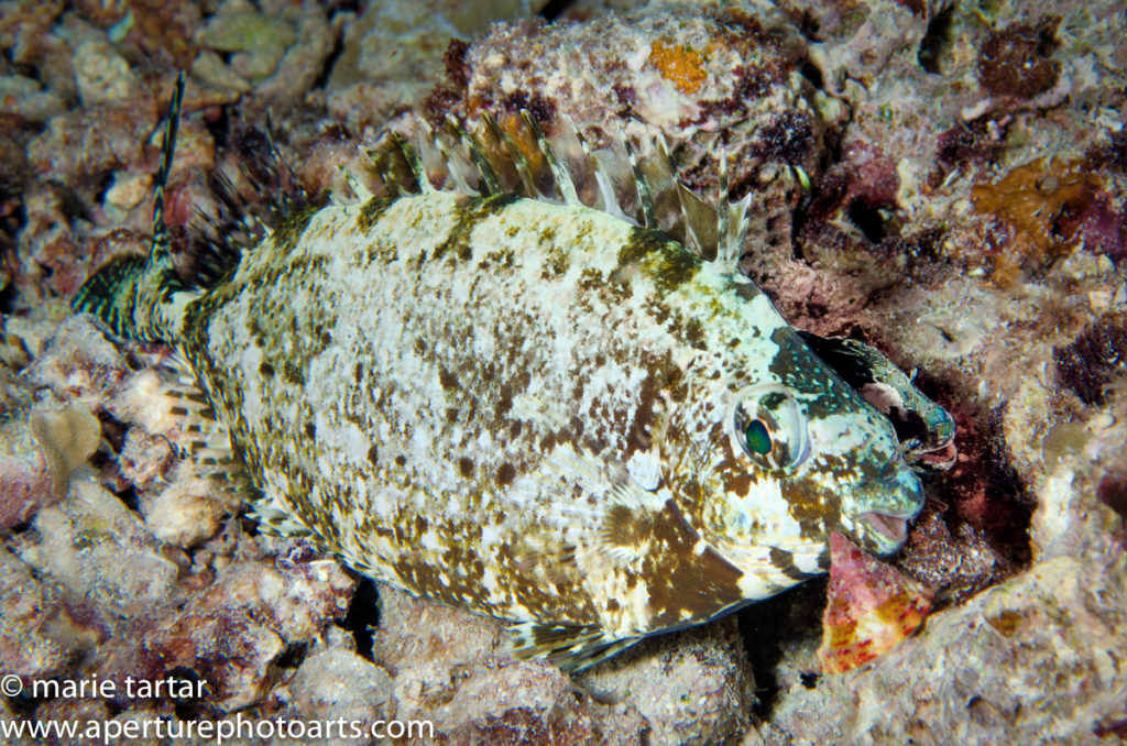 Fabulous Fiji: Sept-Oct 2016 (Part 2: On the Nai'a) - Aperture Photo Arts