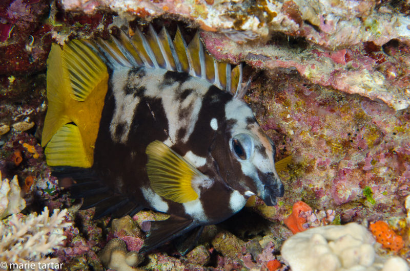 Fabulous Fiji: Sept-Oct 2016 (Part 2: On the Nai'a) - Aperture Photo Arts