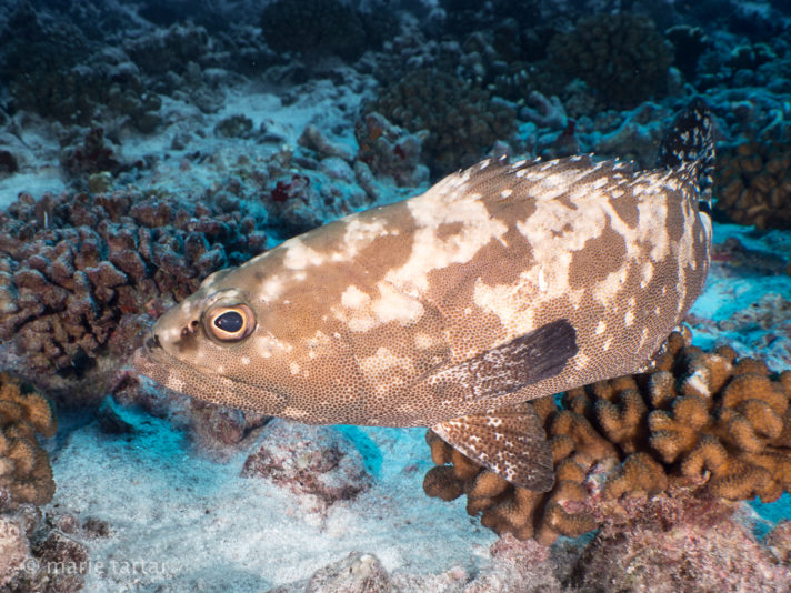 Groupers galore: French Polynesia, June 2018 (Part 2-Fakarava ...