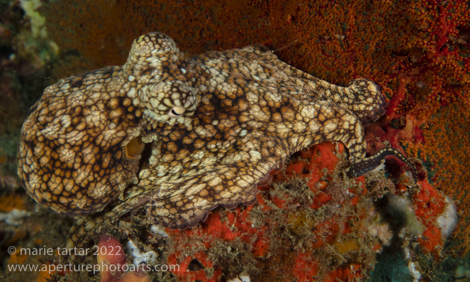 Back to Baja: October 2022 - Aperture Photo Arts